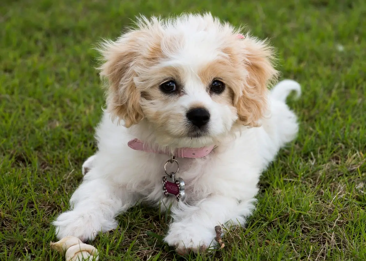 18 Hybrid Designer Dog Breeds You Don't Want to Miss - Pawrade.com