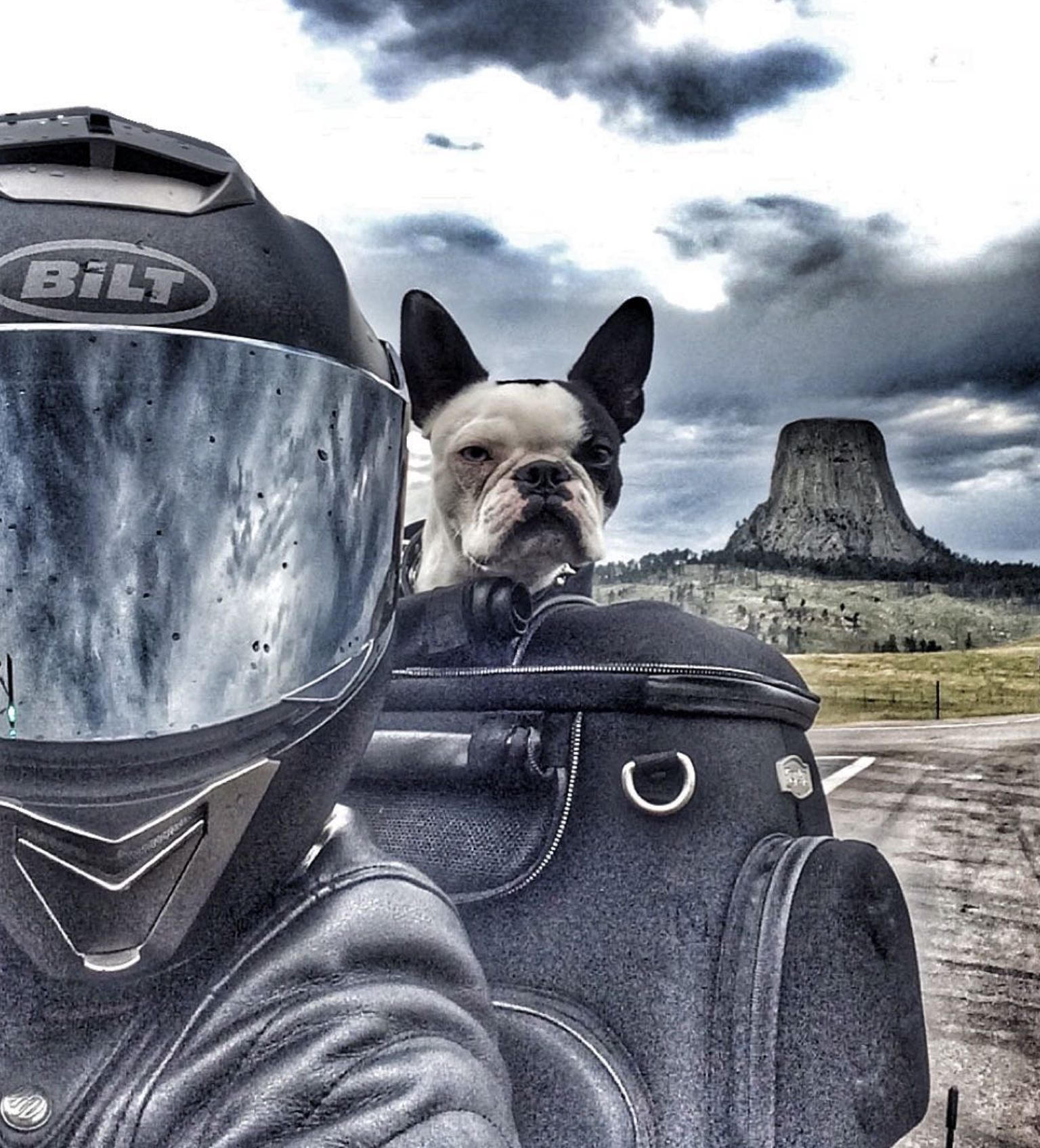 Want to Ride with Your Pet? Tips for Putting Your Dog on a Motorcycle