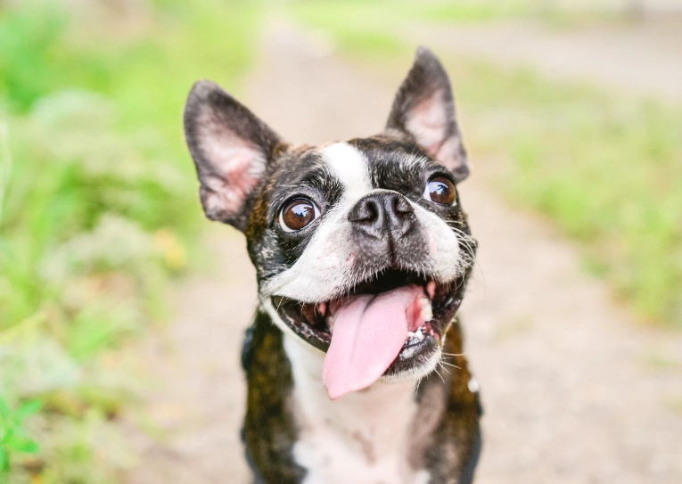 Meet 13 Official State Dogs of the USA - Pawrade.com