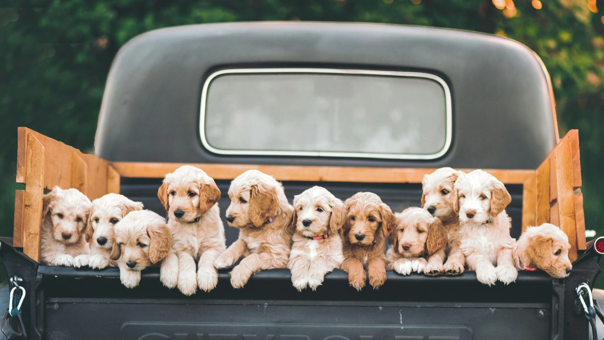 How to Choose the Perfect Puppy Breed For You | PuppySpot