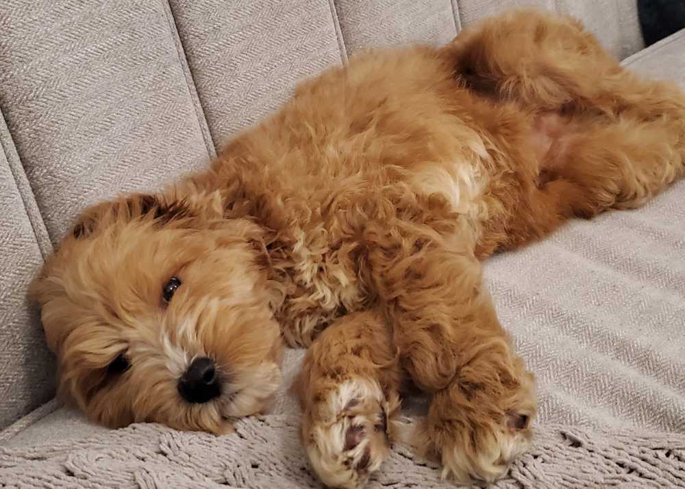 Spotlight on Pawrade Puppy Breeder Ladell - Pawrade.com