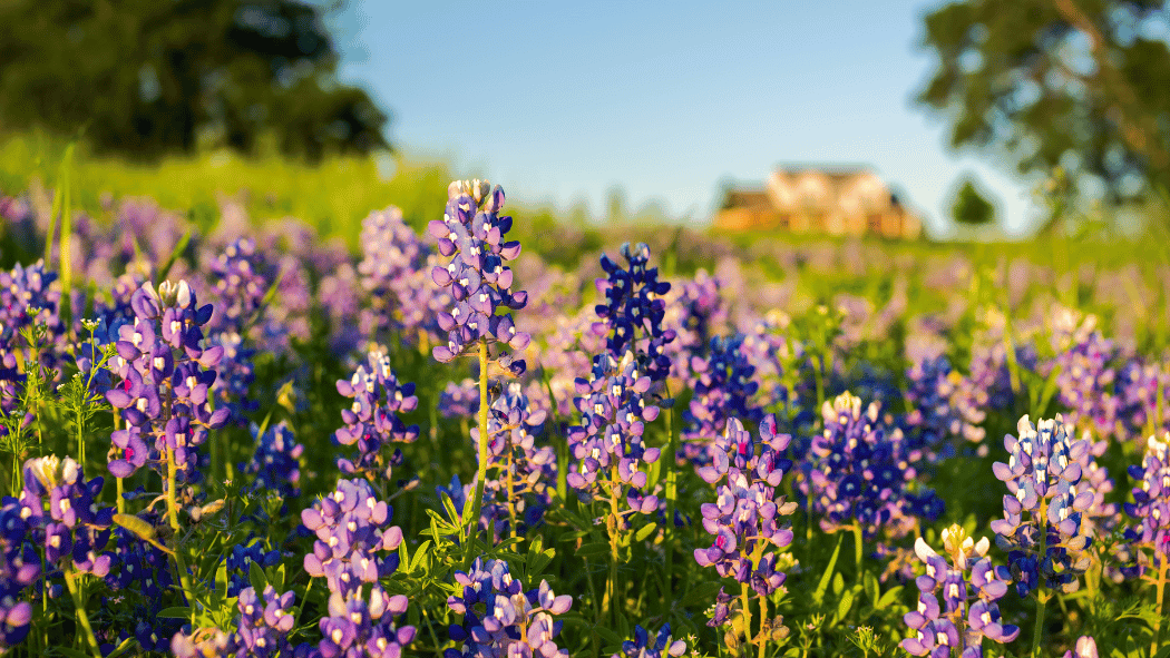 Where to See Bluebonnets in Austin | Realty Austin