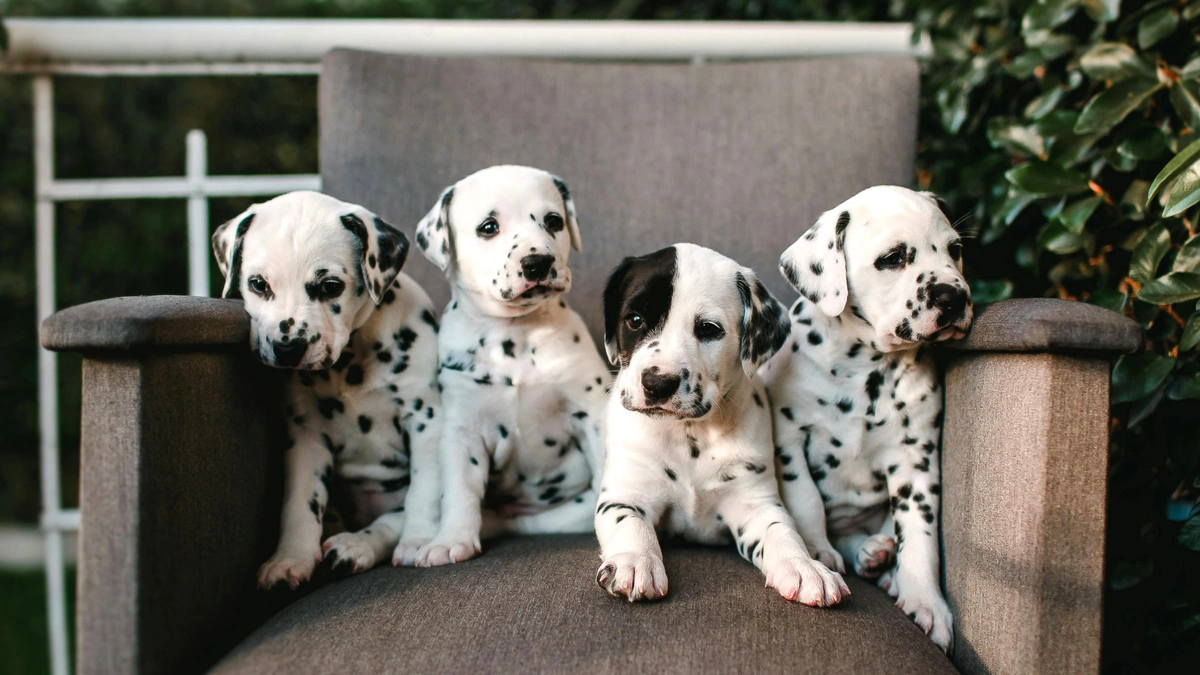 Your Puppy's Development: 5 Weeks | PuppySpot