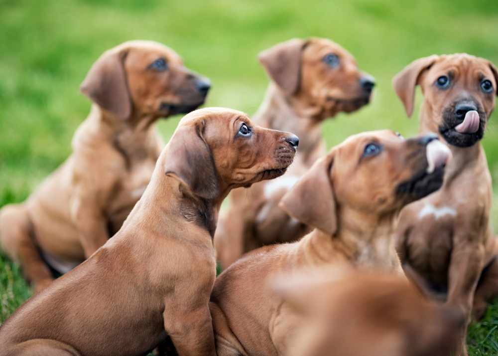 The Ultimate Rhodesian Ridgeback Puppy Ownership Guide - Pawrade.com