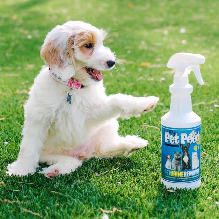 New Puppy Checklist: Essential Supplies to Buy and Actions to Take ...