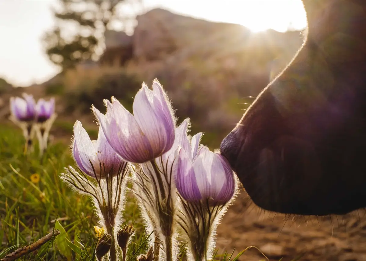 Why You Should Take Your Puppy on a Scent Walk - Pawrade.com