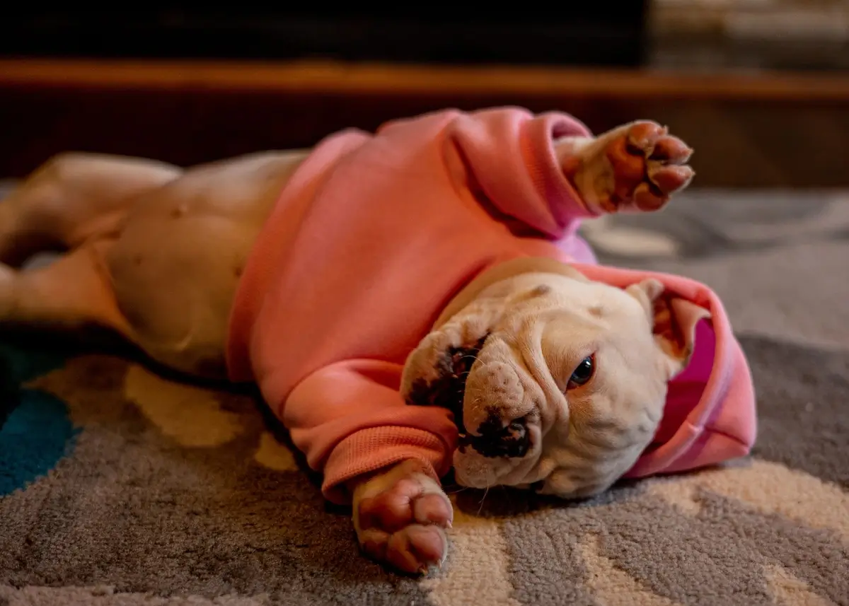 The Ultimate Guide to Adopting a Good Inside Dog | Pawrade - Pawrade.com