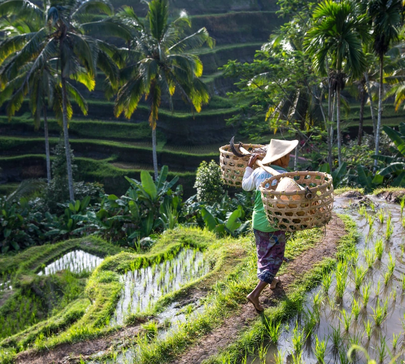 Immersion à Bali, au cœur des traditions et des paysages spectaculaires ...
