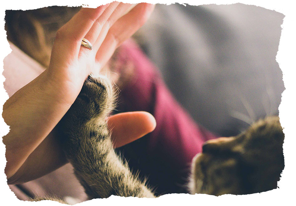 The FurEver Fund - Donations for Emergency Pet Care | Waggle.org