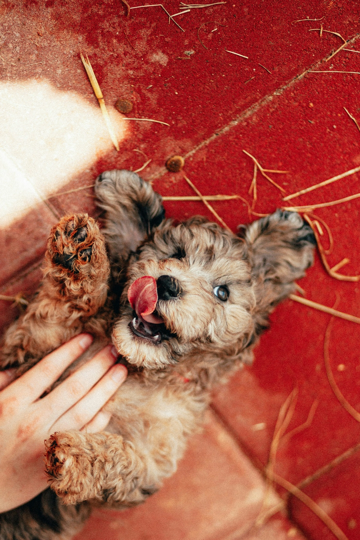 Pyotraumatic Dermatitis (Hotspots on Dogs) | PuppySpot
