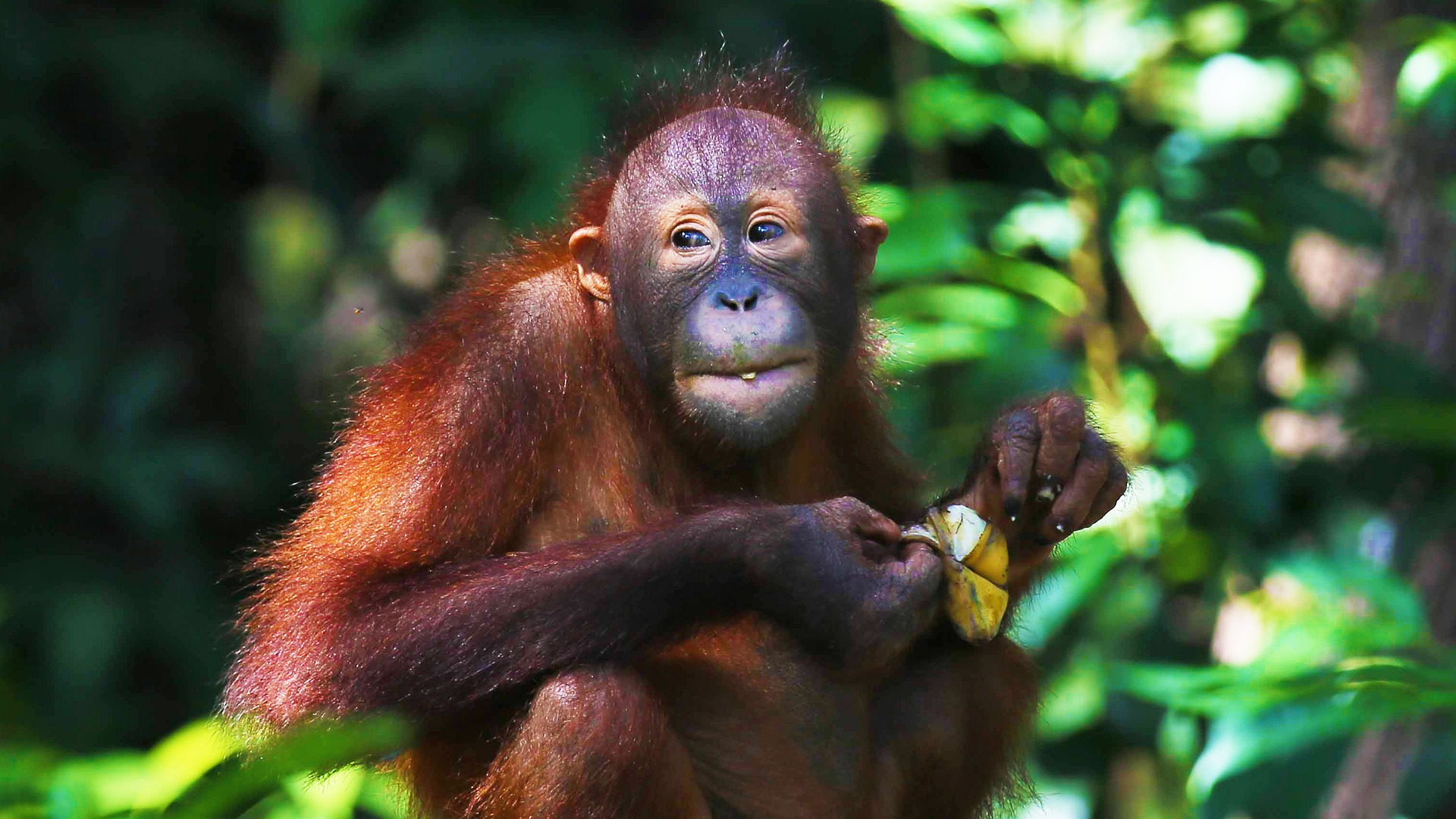 Orang-outan Indonésie : une espèce endémique de l’île de Sumatra | Blog ... Orang-outan Indonésie : une espèce endémique de l’île de Sumatra | Blog ...