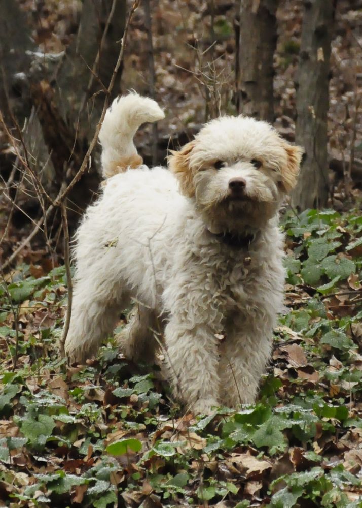 The Ultimate Lagotto Romagnolo Puppy Ownership Guide - Pawrade.com