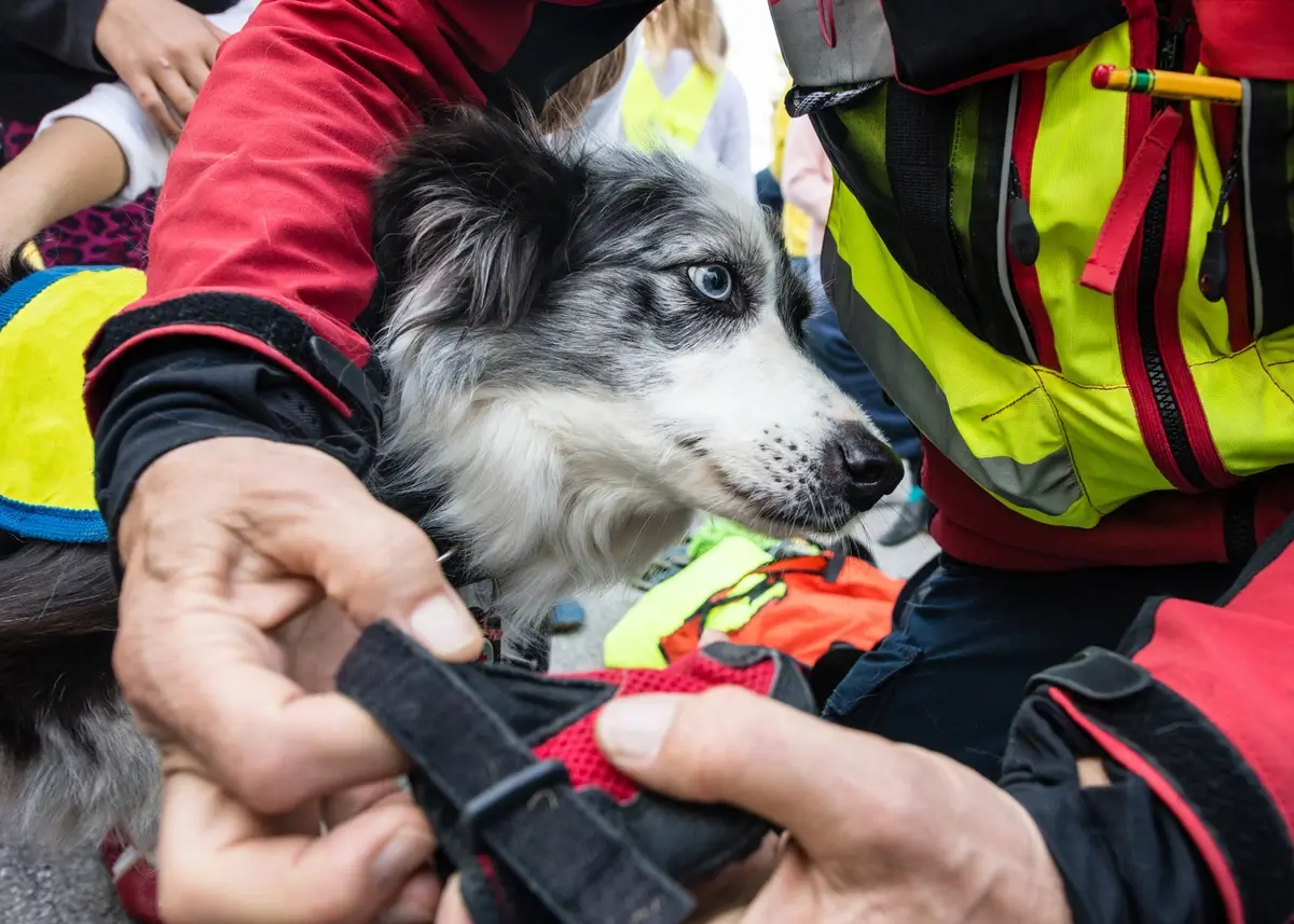 The Ultimate Guide to Pet Disaster Preparedness | Pawrade - Pawrade.com