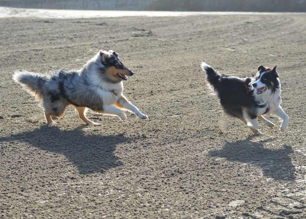 Meet These 4 Types of Collies on World Collie Day - Pawrade.com