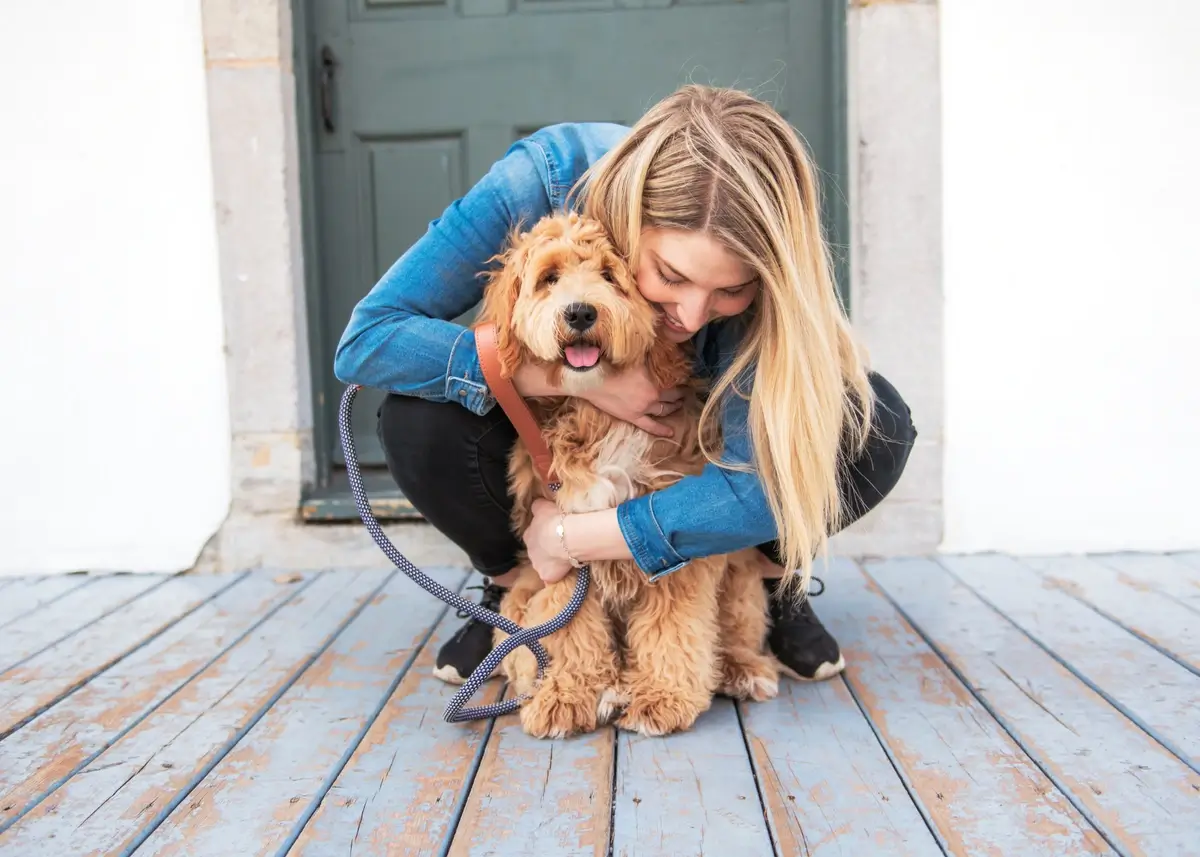 A Comprehensive Guide to Doodle Ownership - Pawrade.com