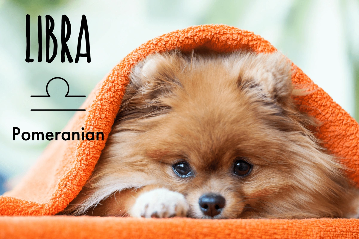 Find the Dog Breed that Matches Your Zodiac Sign - Pawrade.com