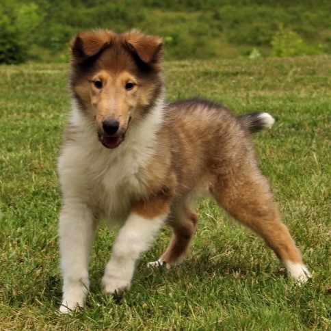 All About The Herding Group | PuppySpot