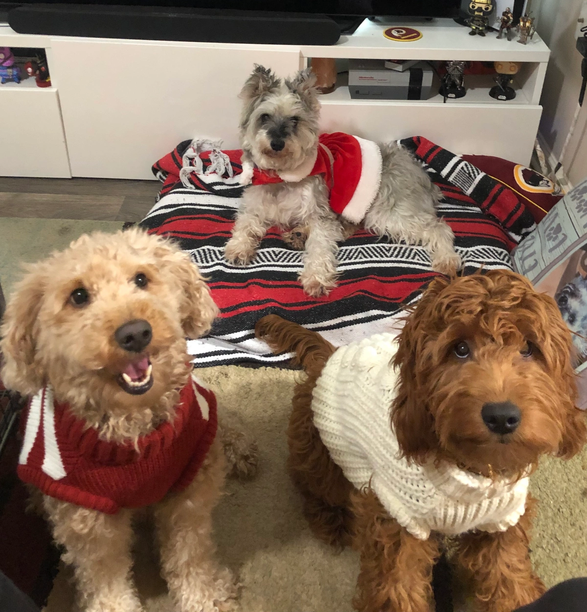 Tips For Raising 2 Puppies At Once - Pawrade.com