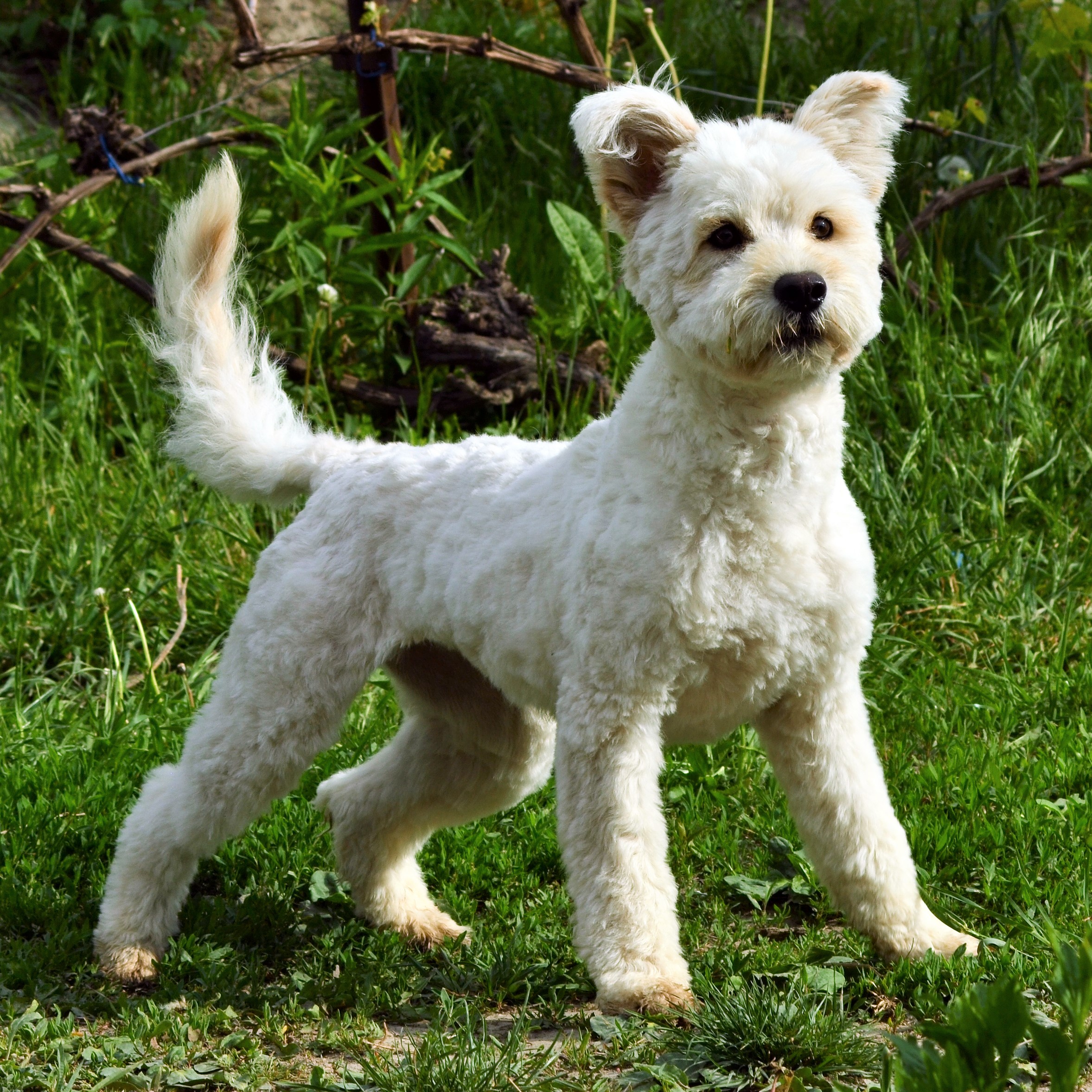 All About The Herding Group | PuppySpot