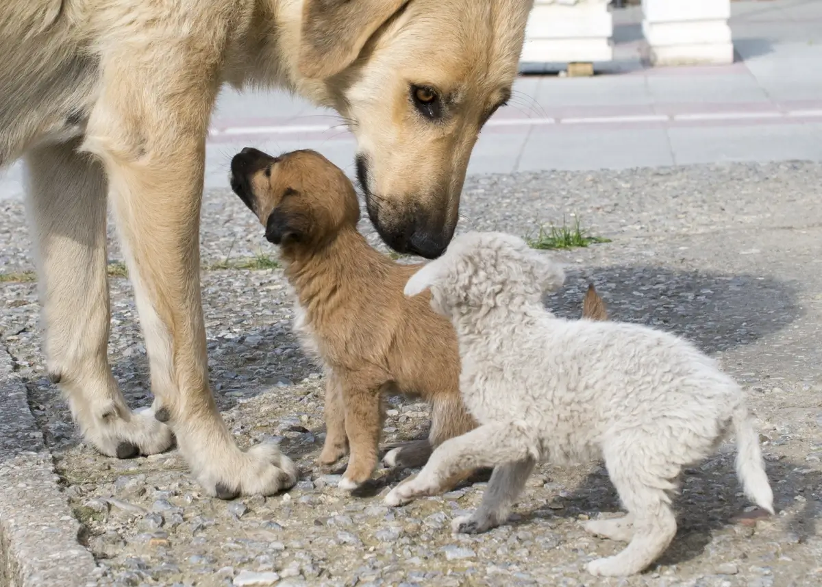 13 Tips For Introducing Your Puppy to Your Existing Pets - Pawrade.com