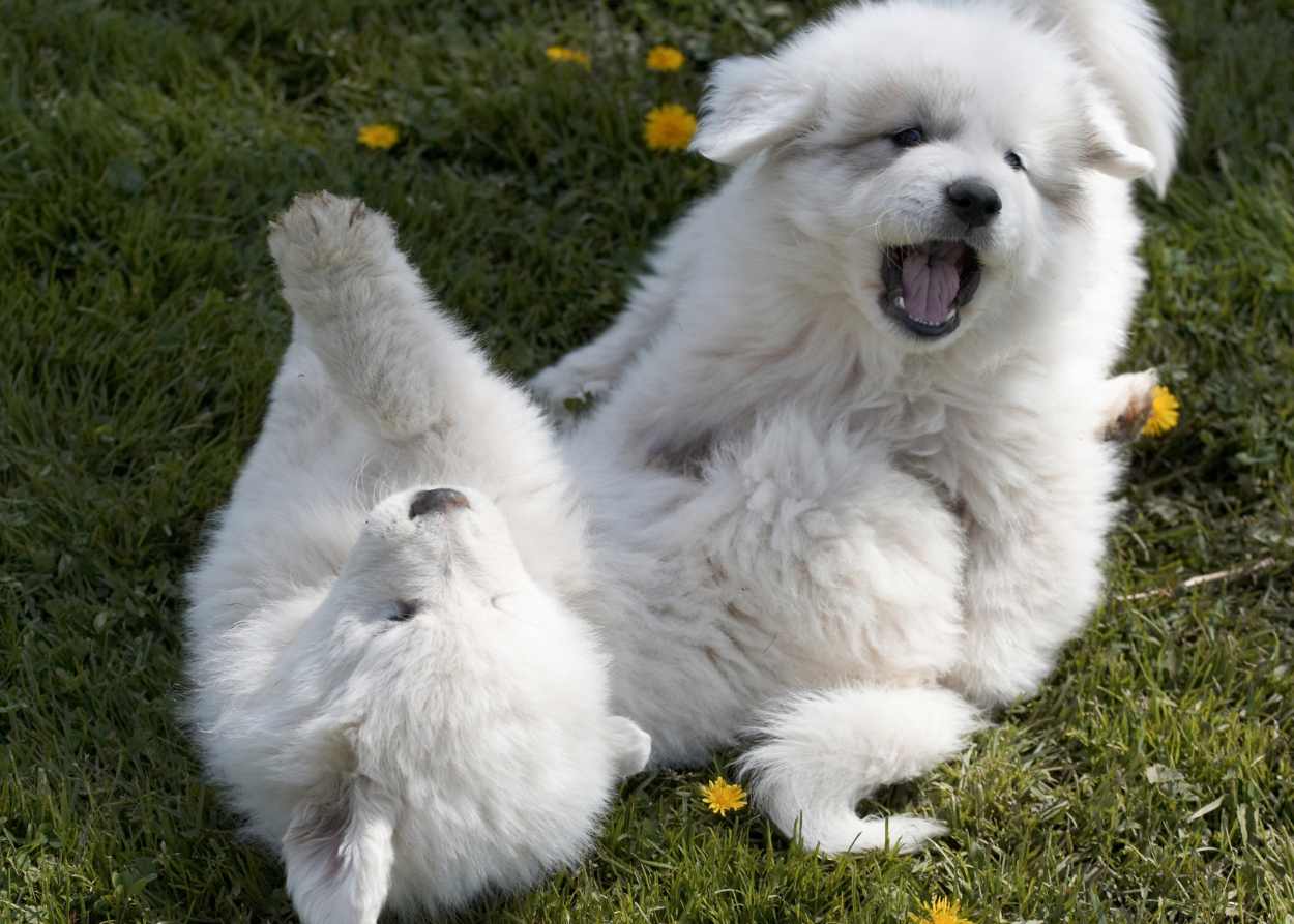 The Ultimate Great Pyrenees Puppy Ownership Guide - Pawrade.com