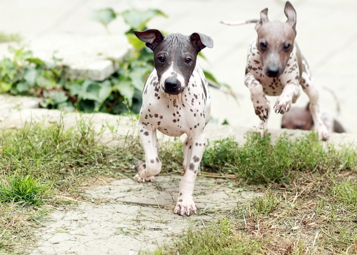 American Canine Treasures: Dog Breeds From the United States - Pawrade.com