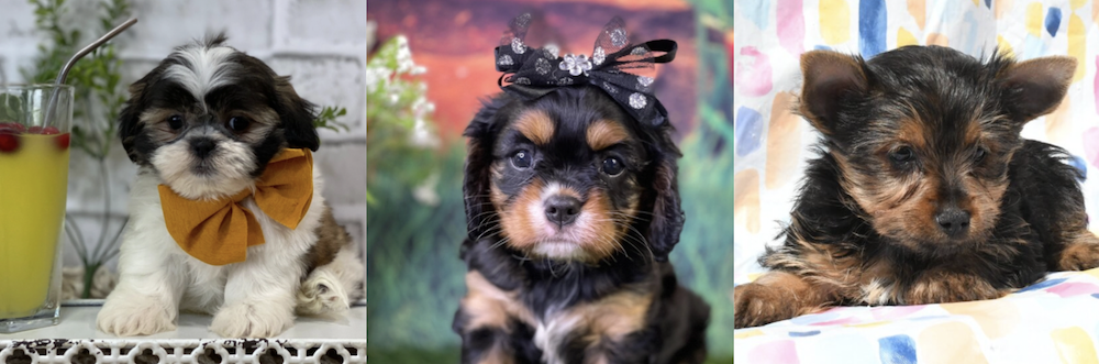 All About the Toy Group! | PuppySpot