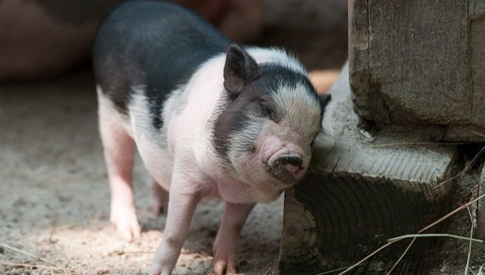 Hadoop ETL with Apache Pig | Integrate.io