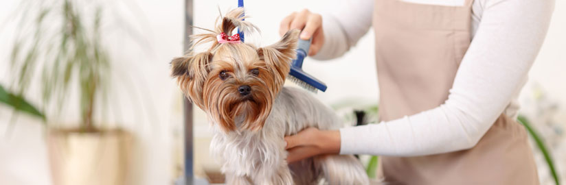 Finding Puppy's Groomer: Consider These Factors | PuppySpot