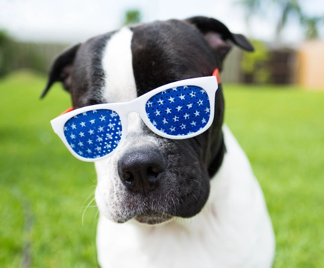 14 July 4th Dog Safety Tips For Your Puppy - Pawrade.com