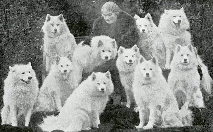 The Ultimate Samoyed Puppy Ownership Guide - Pawrade.com