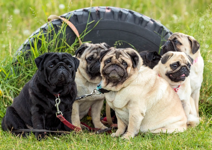 The Ultimate Pug Puppy Ownership Guide - Pawrade.com