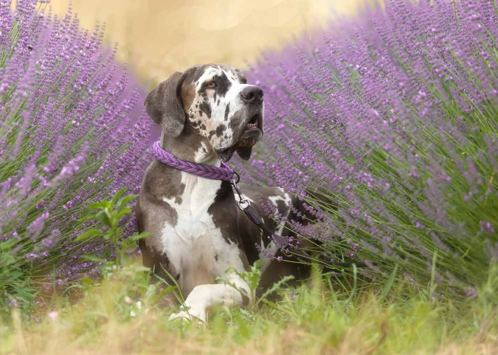 Meet 13 Official State Dogs of the USA - Pawrade.com