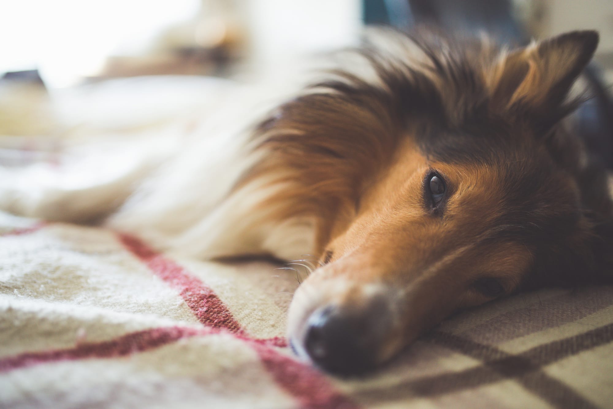 Dog Health Problems Ideas To Tackle Them